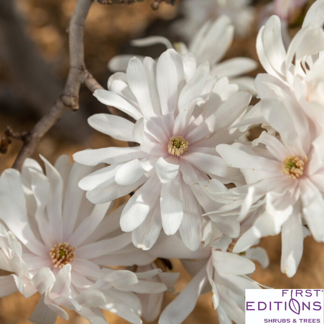 Mandy's Spring Nursery & Florist – Mandy Spring Farm Nursery, Inc.