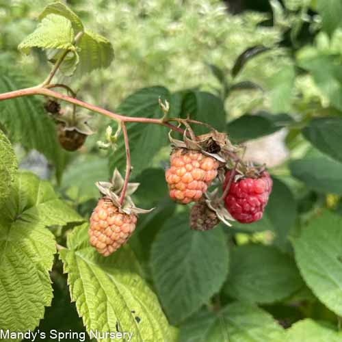 Mandy's Spring Nursery & Florist – Mandy Spring Farm Nursery, Inc.